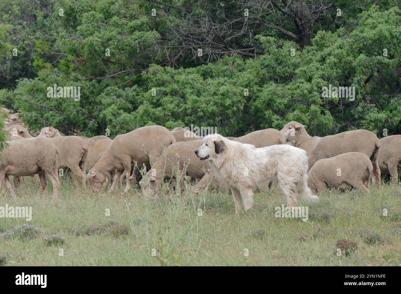 Guardian of sheep hi-res stock photography and images - Alamy