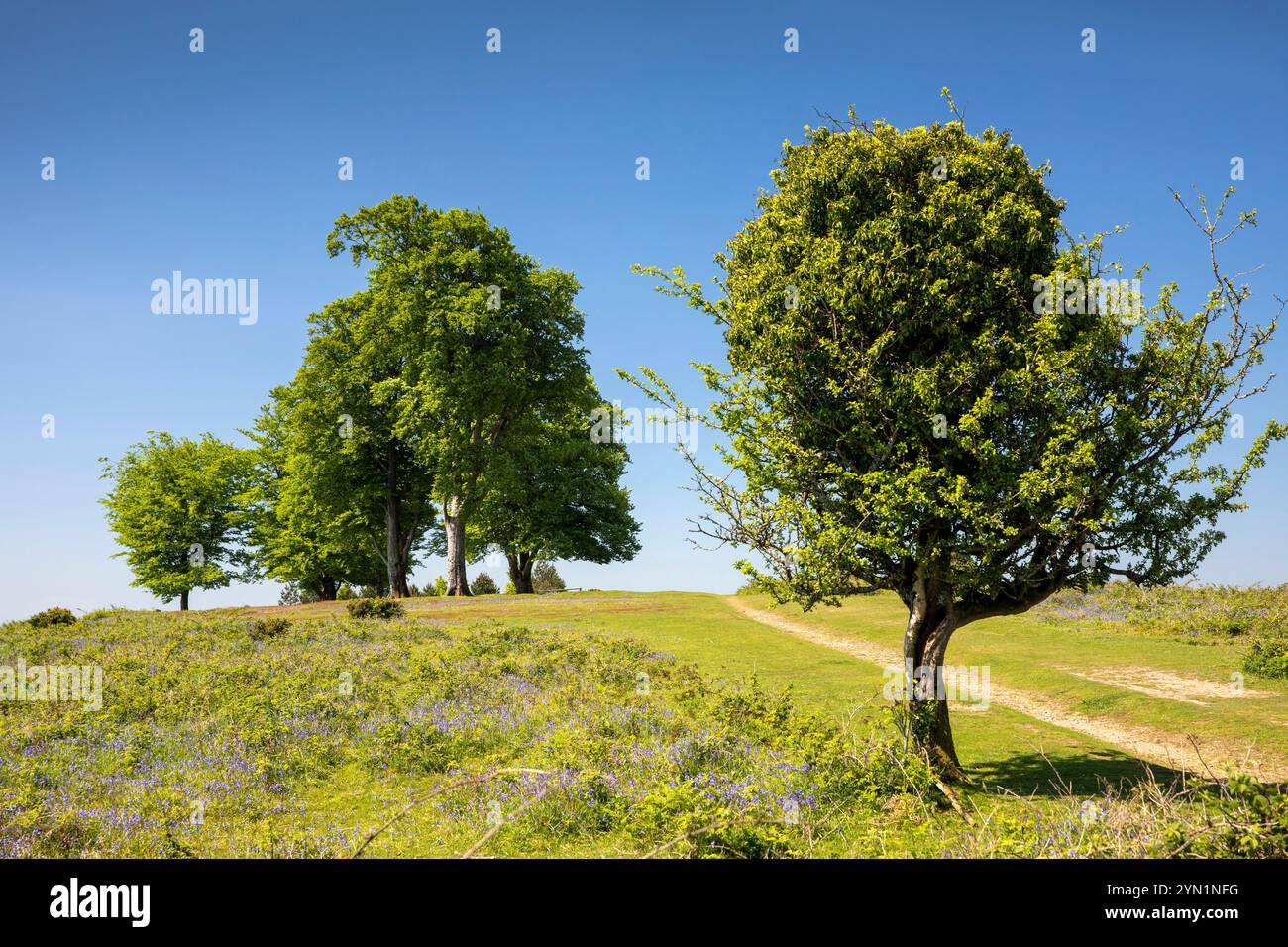UK, England, Somerset, Quantocks, Cothelstone Hill, remaining beech ...