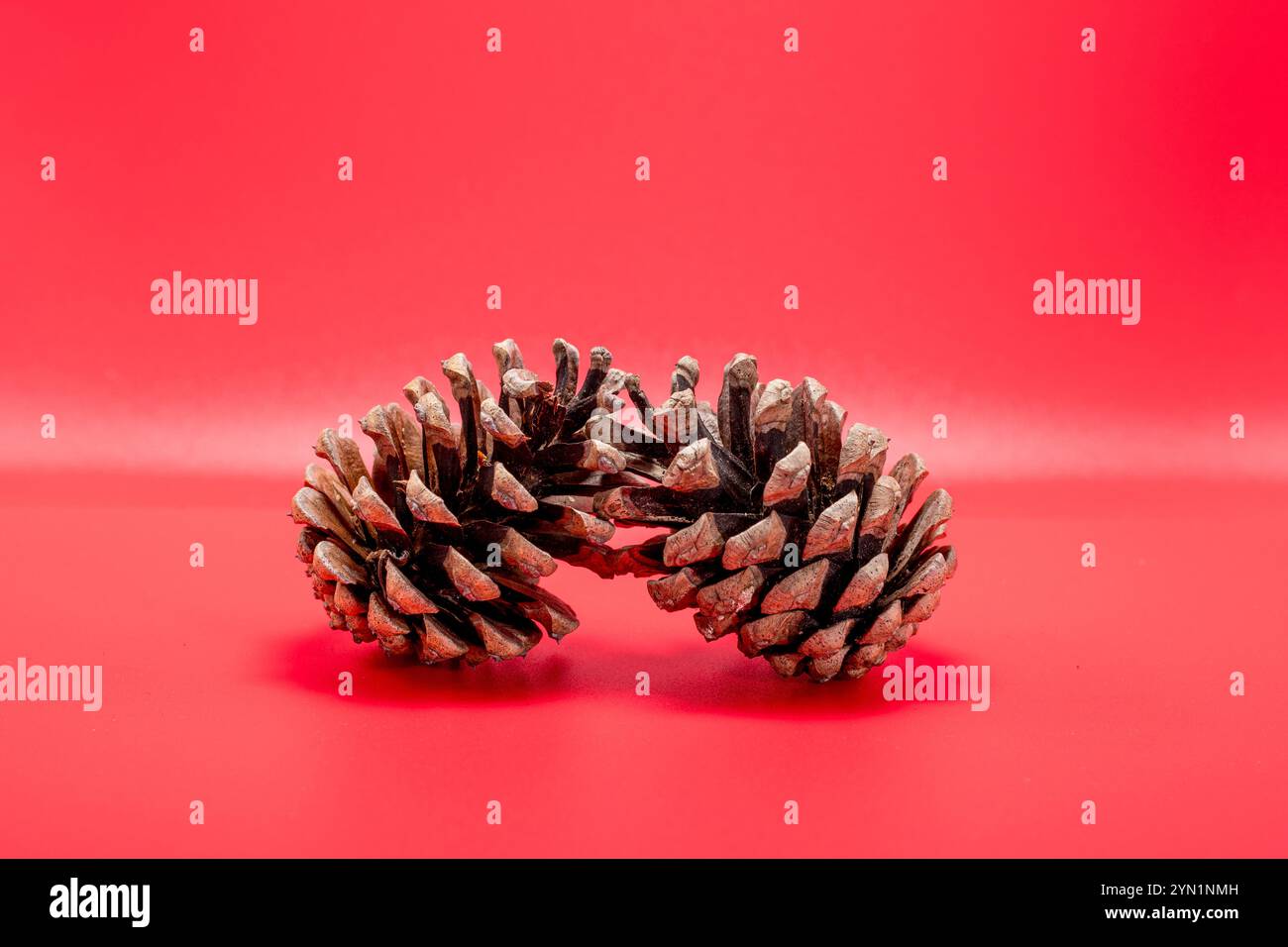 Two Pine Cones Collected in the Mountains in Autumn: the forest in the ...