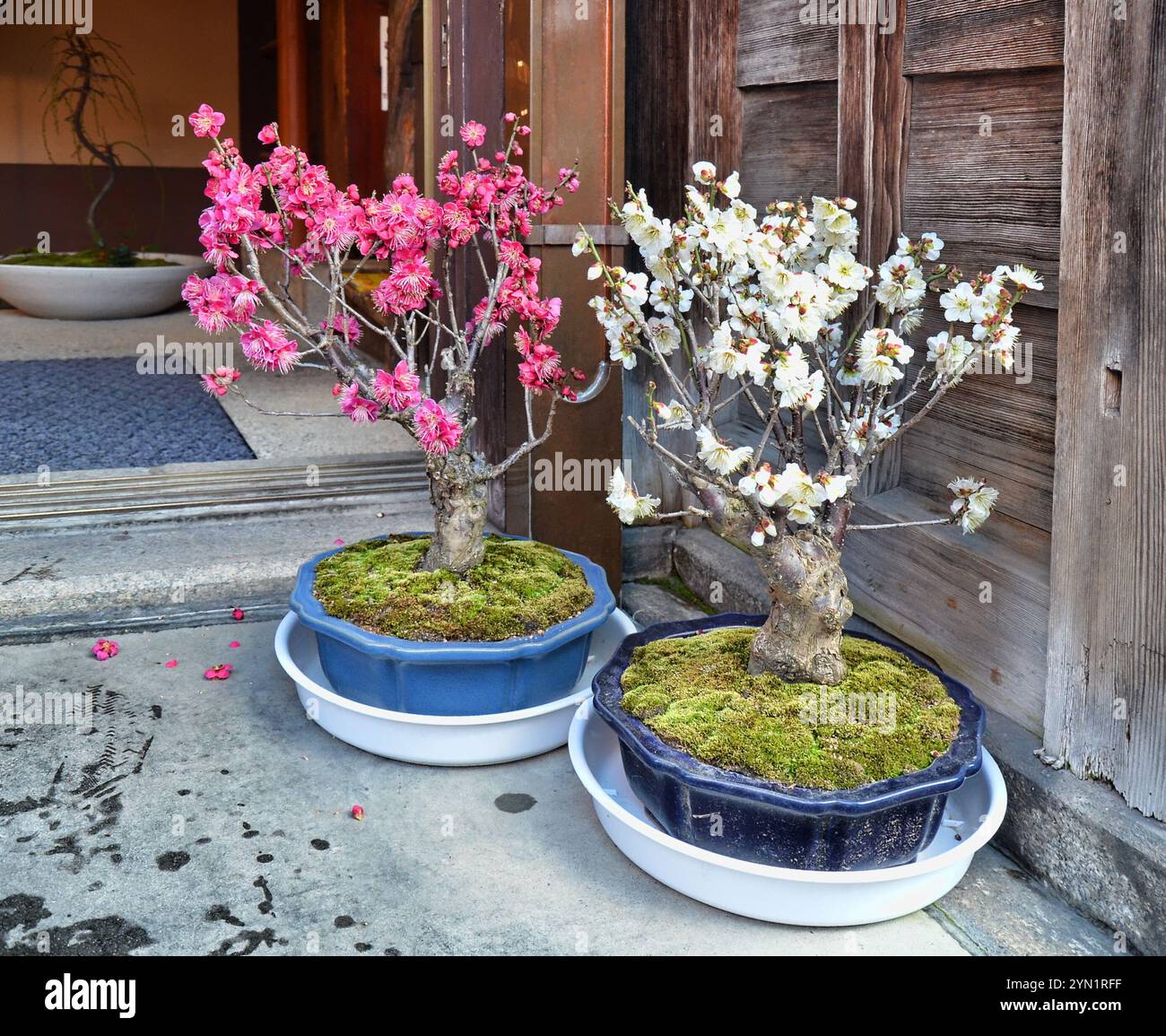 Plum blooming in kyoto hi-res stock photography and images - Alamy