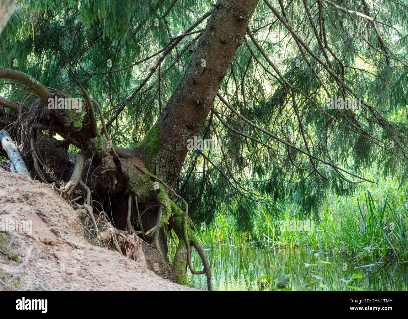 plant vegetation, beautiful representatives of summer flora and fauna ...
