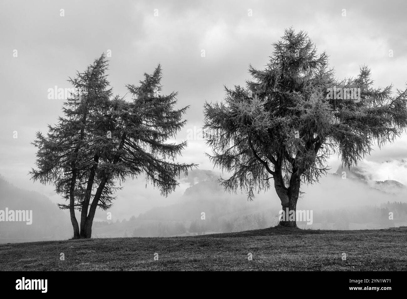 Two fir trees in the fog on the Seiser Alm in Italy Stock Photo - Alamy