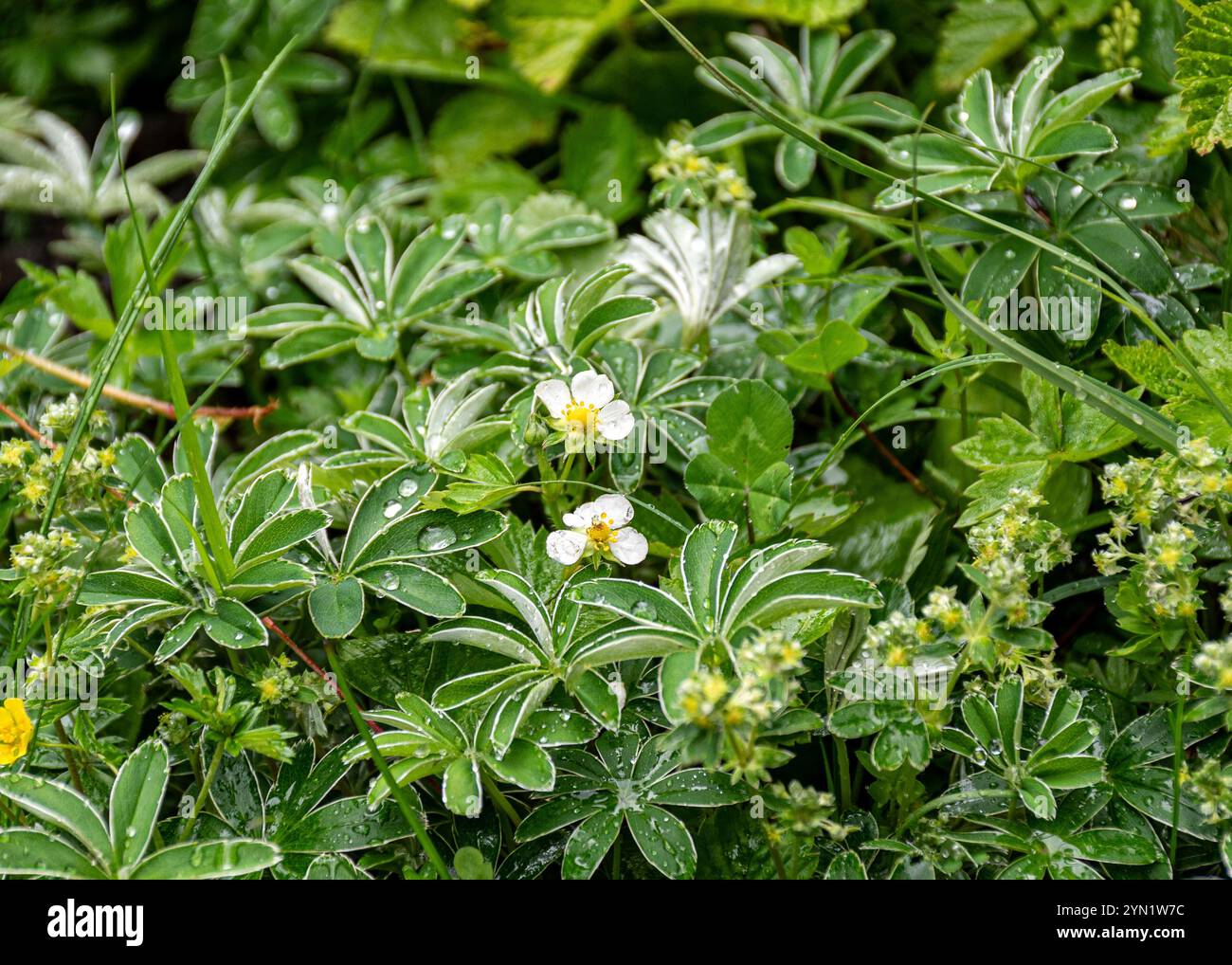 plant vegetation, beautiful representatives of summer flora and fauna ...
