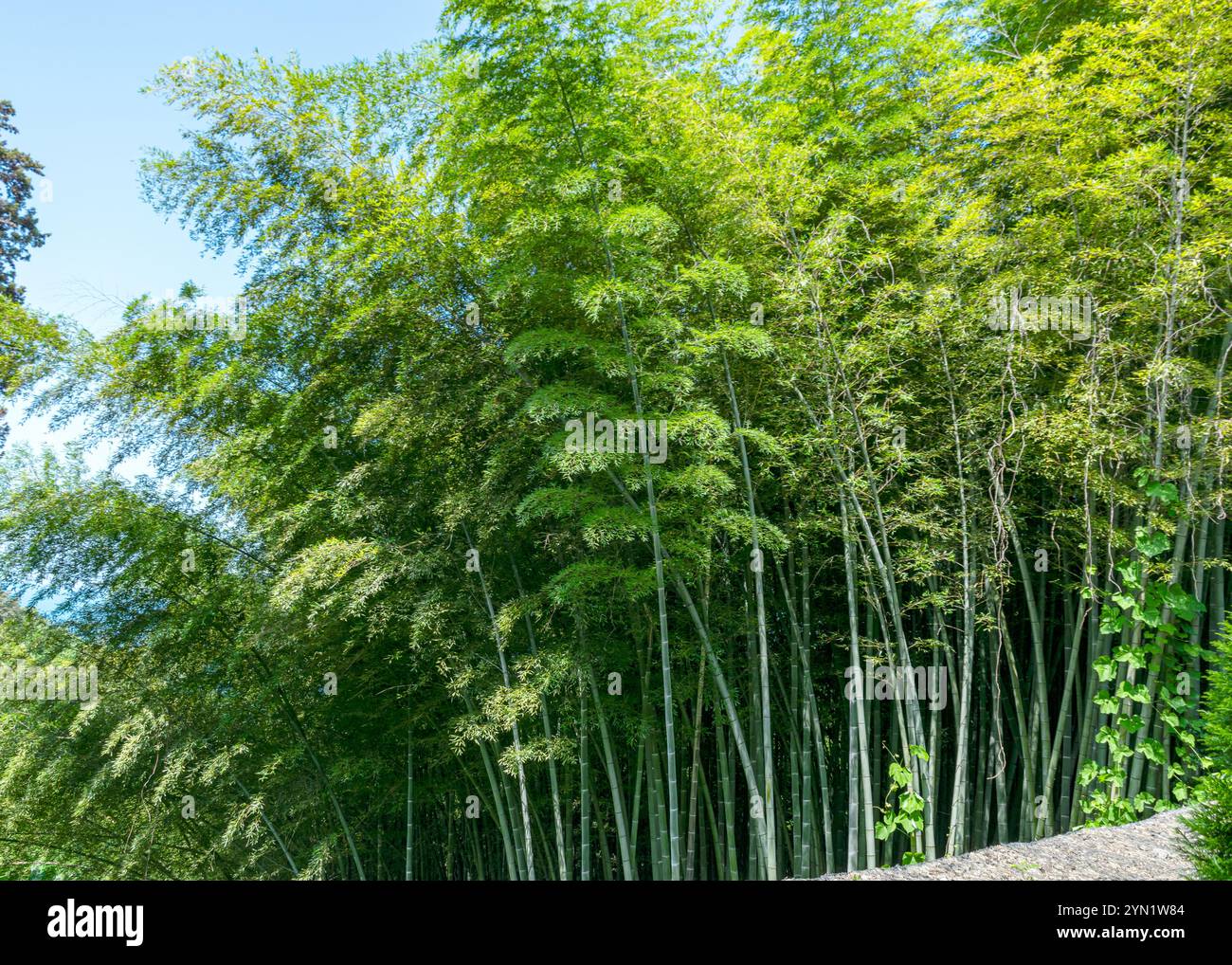 beautiful park in summer, various details from the park, Georgia Stock ...