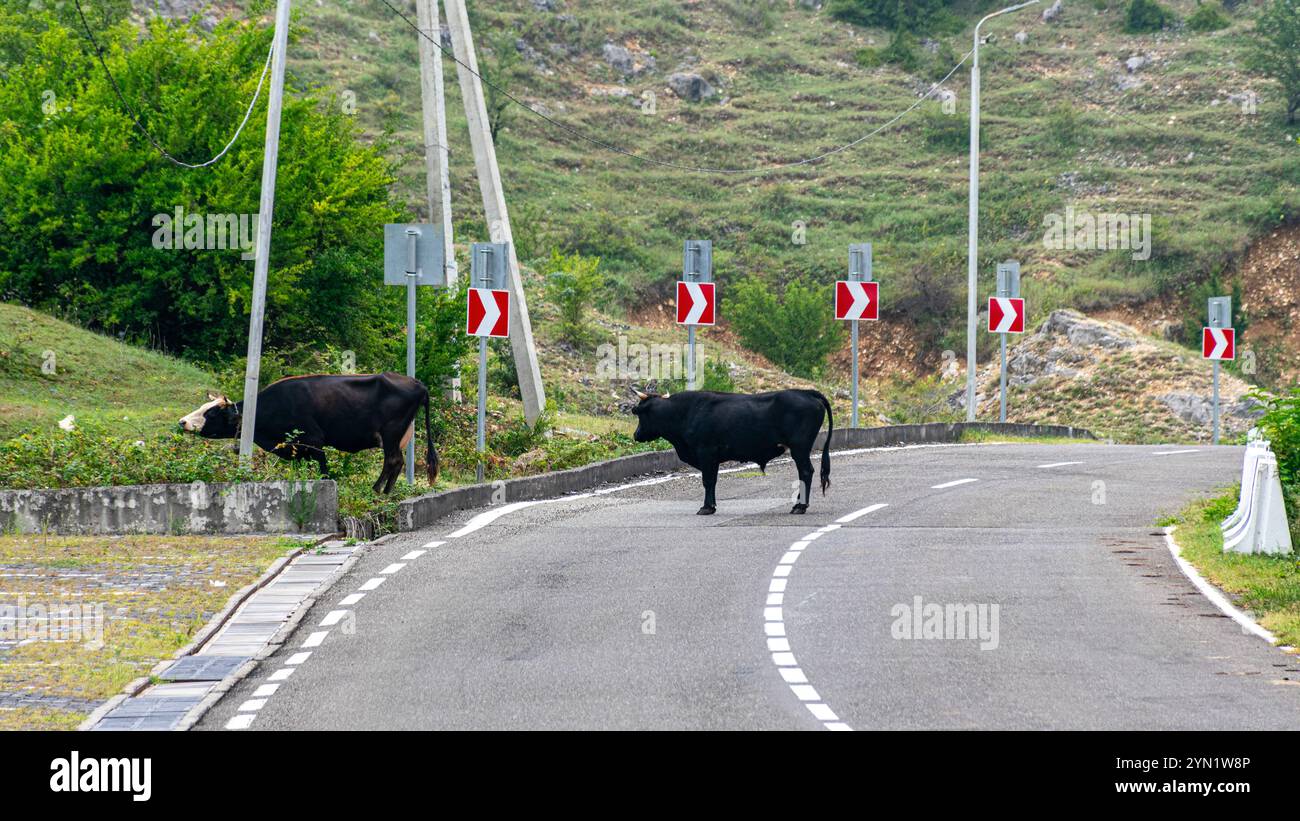 simple landscape with cows on the side of the road, traditional ...
