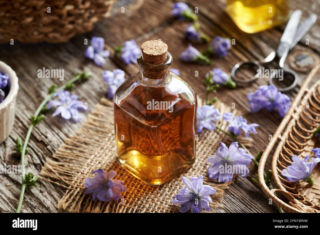A transparent glass bottle of herbal tincture with fresh chicory ...