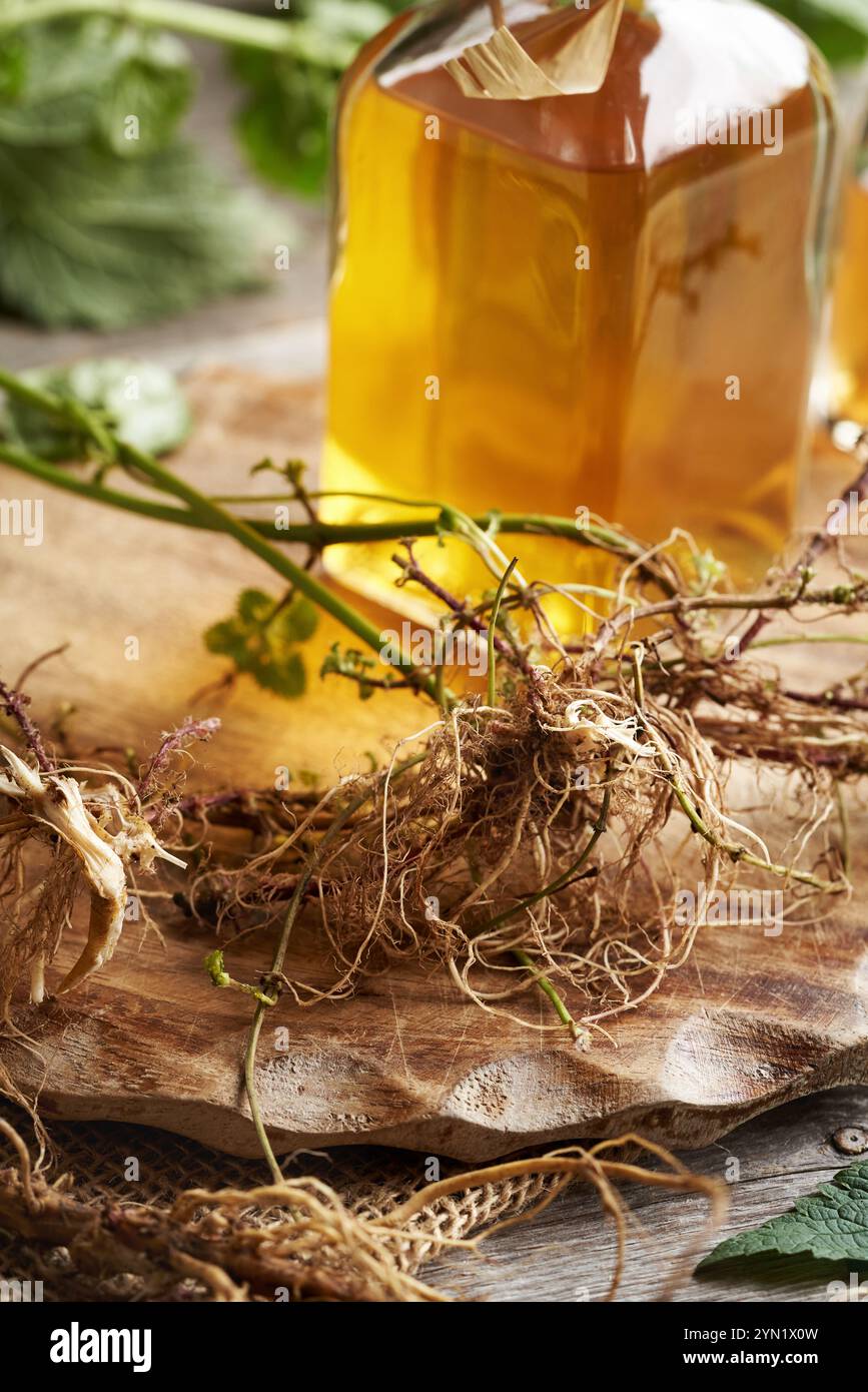 Fresh stinging nettle root and rhizome with a bottle of herbal tincture ...