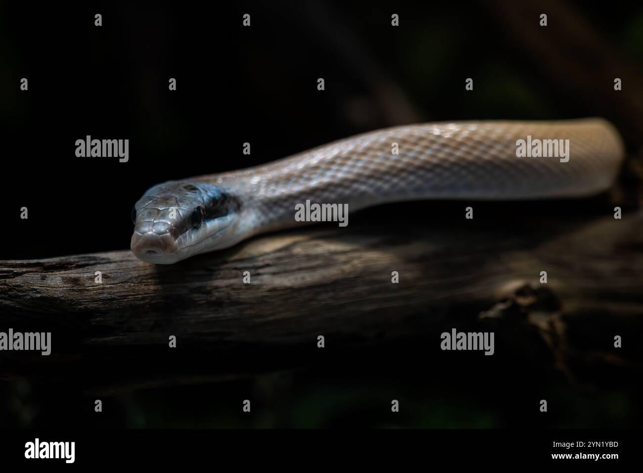 Ridley's beauty snake - Elaphe taeniura ridleyi, beautiful non venomous ...