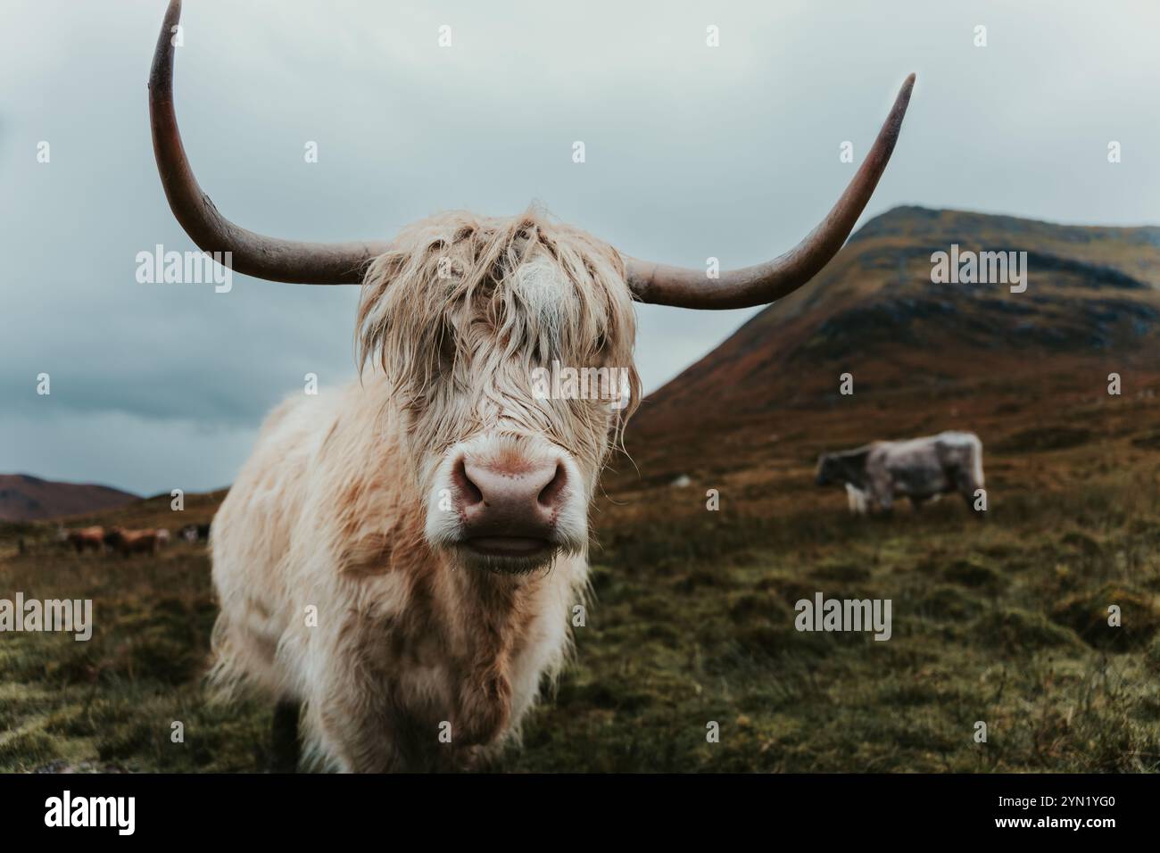 Highlands exploration hi-res stock photography and images - Alamy