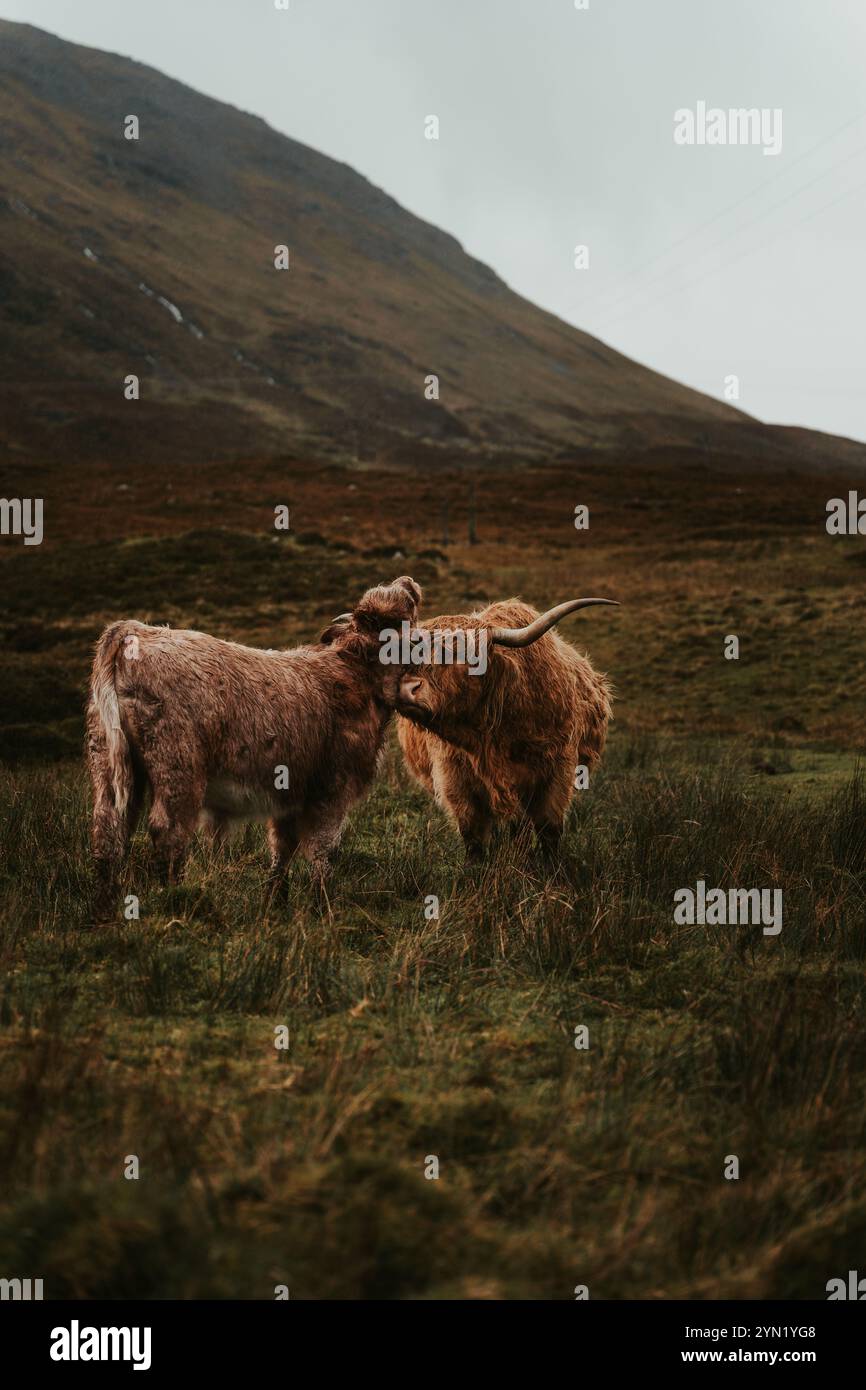 Family of Highlands cows Stock Photo - Alamy