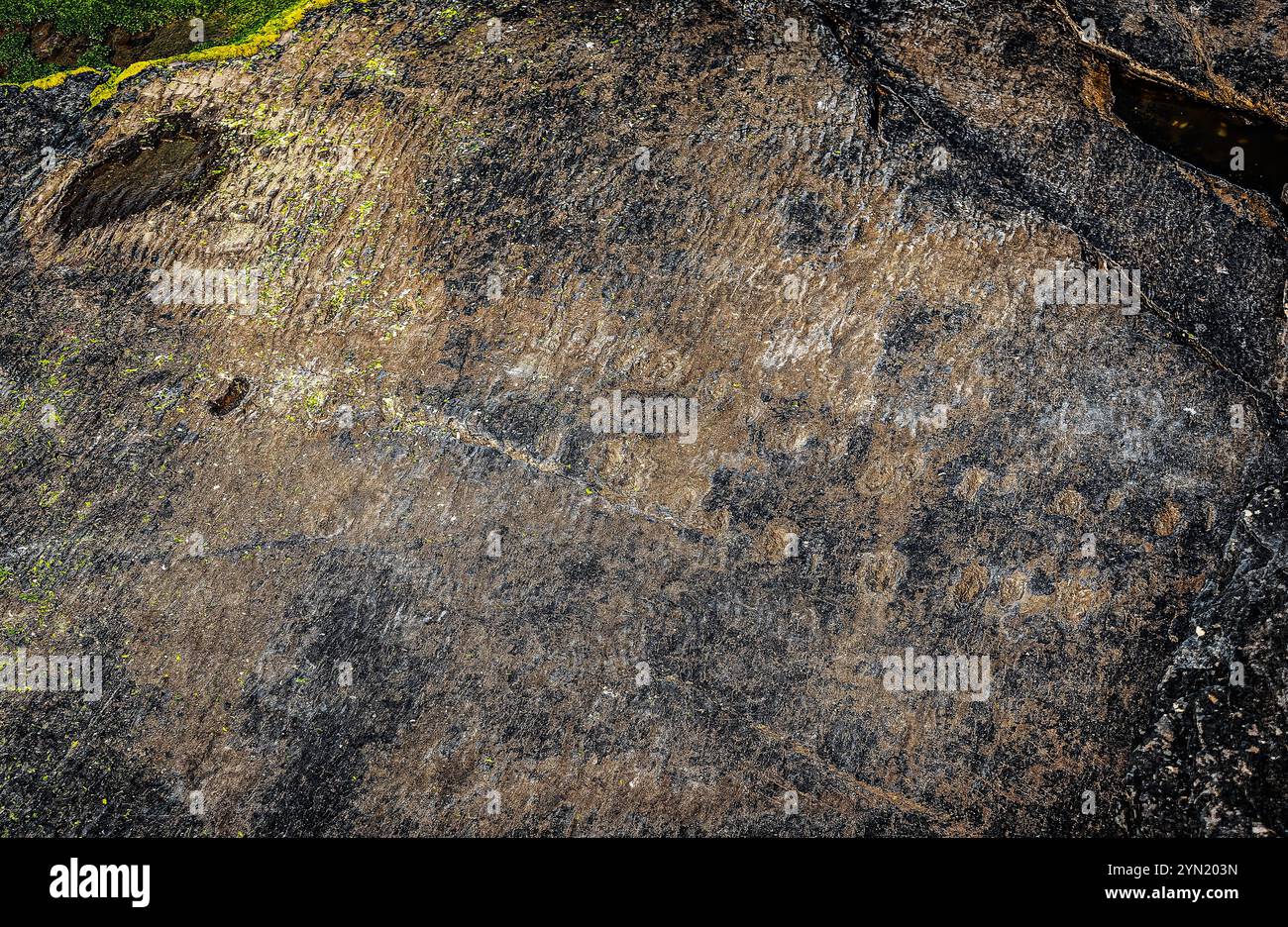 Detailed close-up of a weathered rock surface showcasing itetrapod ...