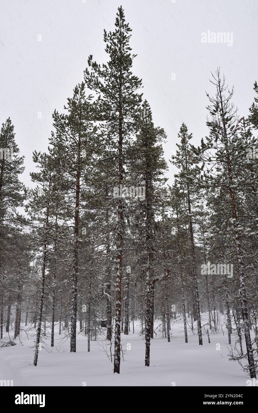 Snowing in the Pine Forests at Muotka in Finnish Lapland Stock Photo ...