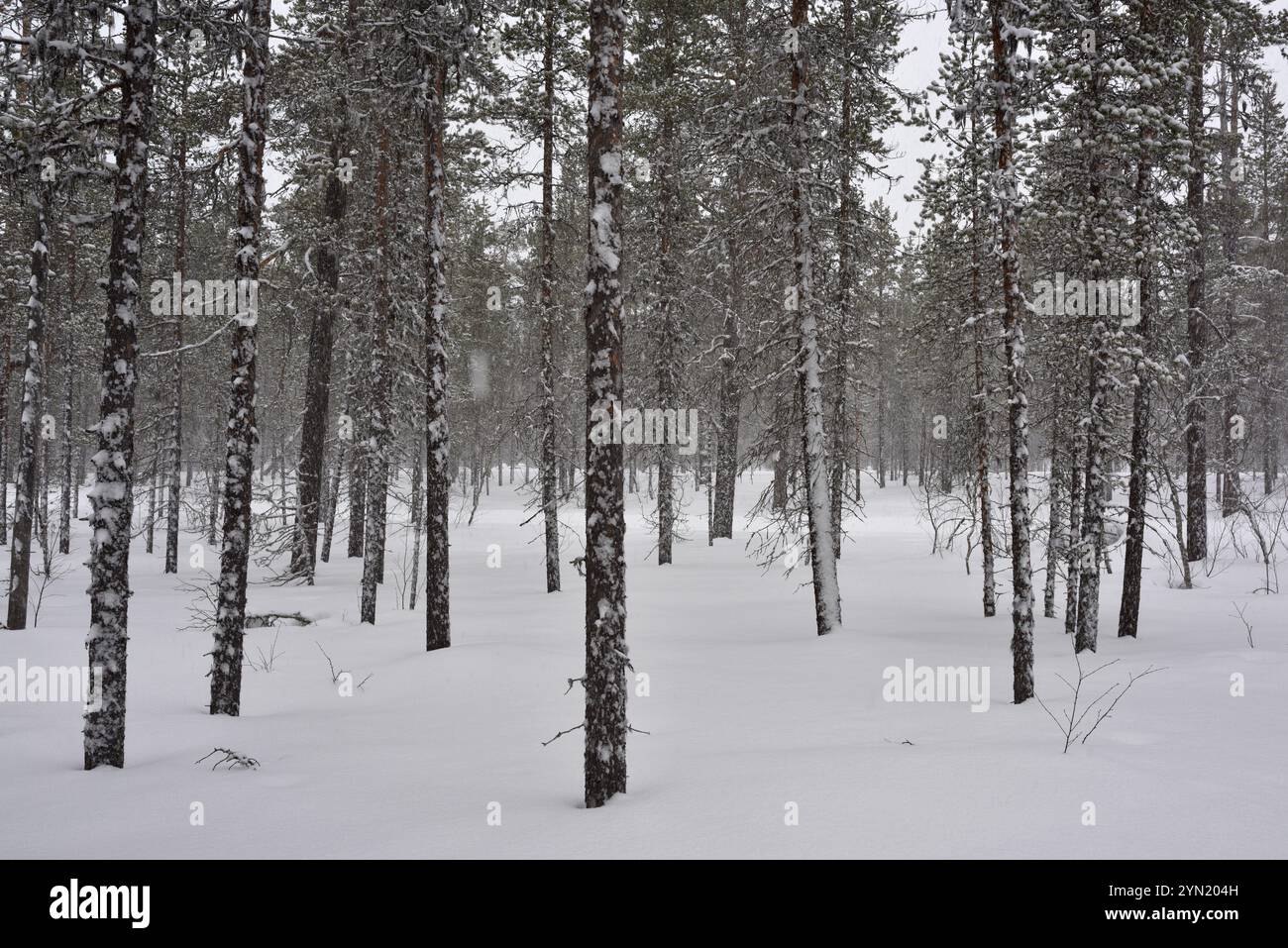 Snowing in the Pine Forests at Muotka in Finnish Lapland Stock Photo ...