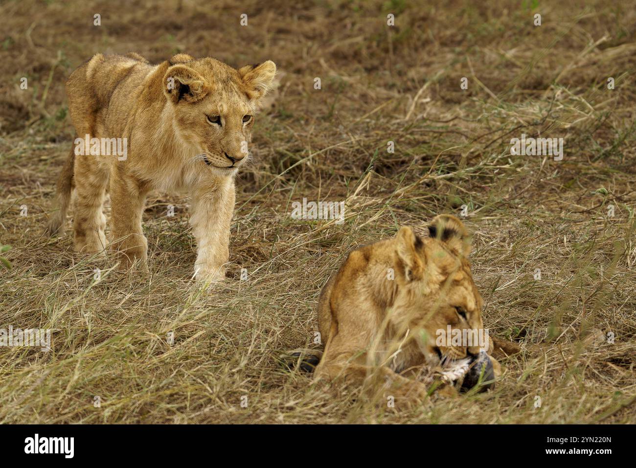 Lion cub in the african bush hi-res stock photography and images - Alamy