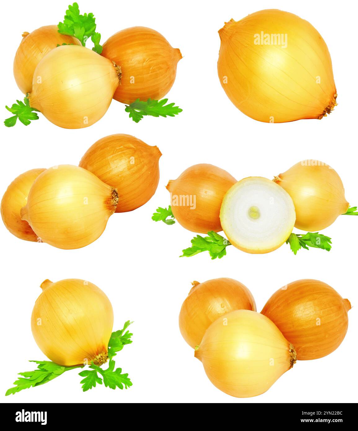 Collection (set) of onion, decorating of parsley . Isolated over white ...