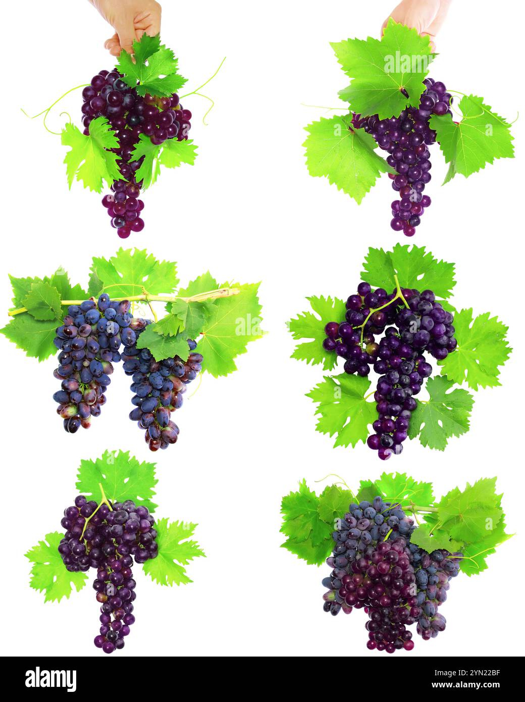 Collage(set) of various grapes with foliage. Isolated over white Stock ...