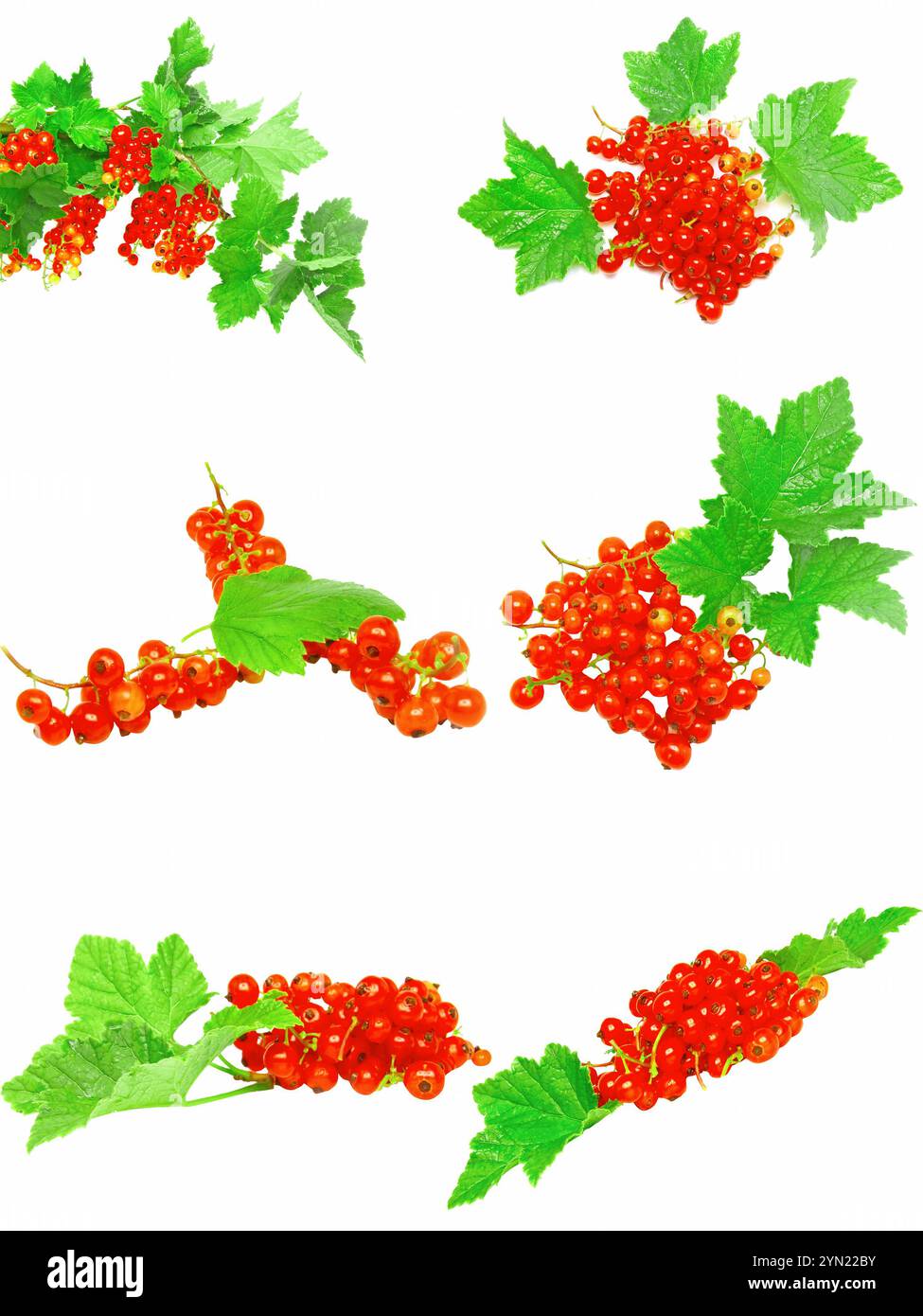 Collection (set) of red currant on branch with foliage. Isolated Stock ...