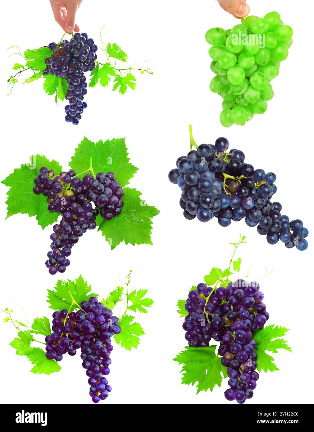 Collage(set) of various grapes with foliage. Isolated over white Stock ...