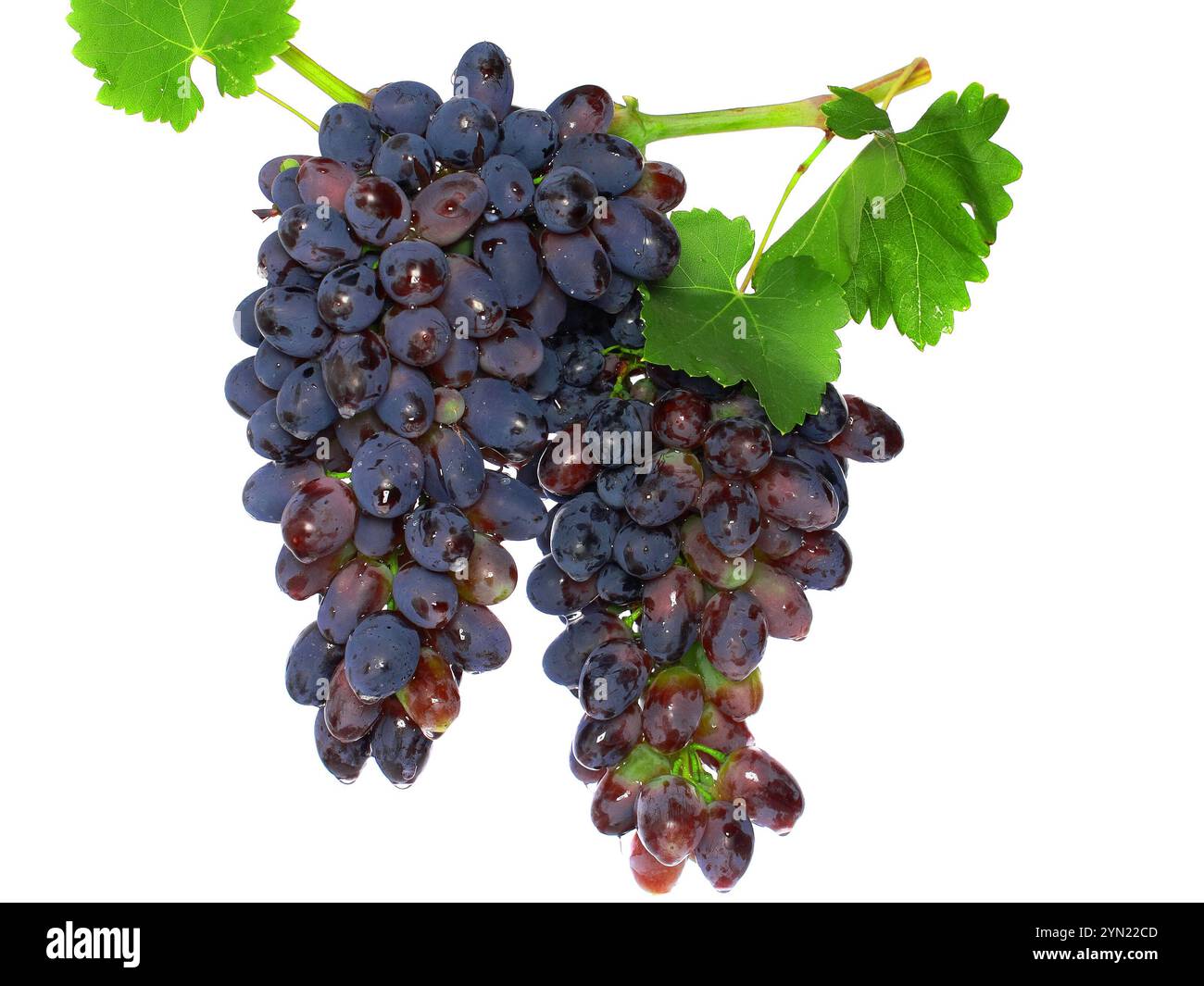 Black grape on cane vine with leafe. Isolated over white Stock Photo ...