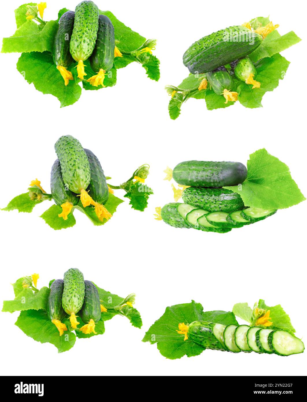 Collage (collection )of Cucumbers on white background with green leaf ...
