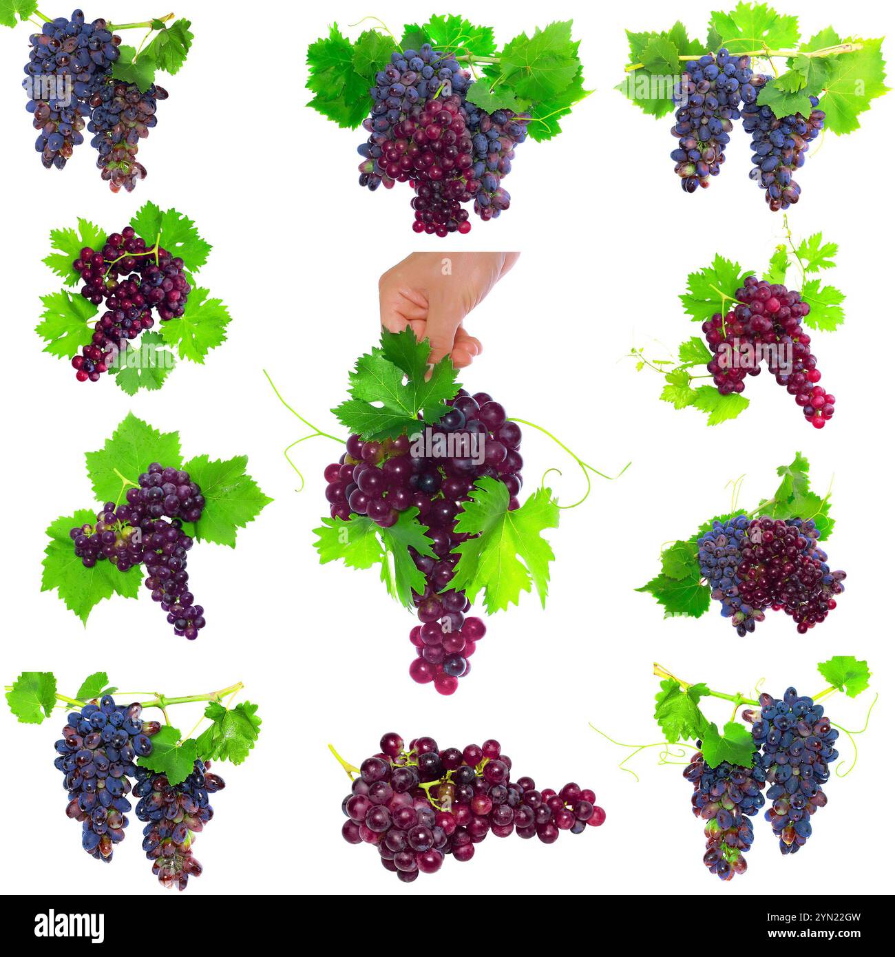 Collage(set) of various grapes with foliage. Isolated over white Stock ...