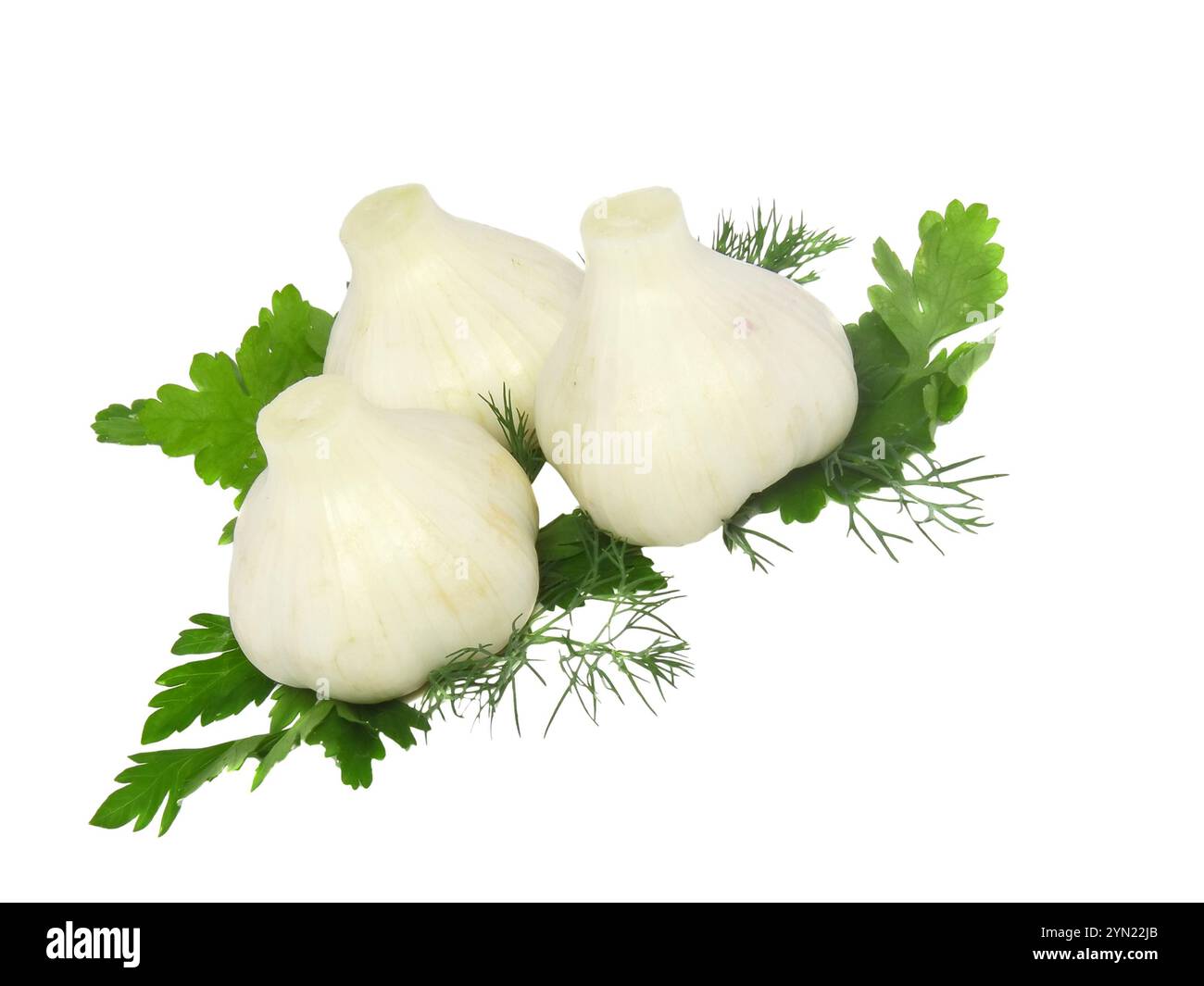 Garlic, decorating of parsley. Isolated over white Stock Photo - Alamy