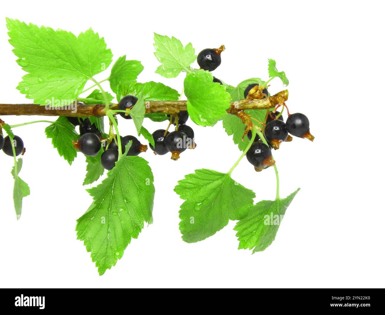 Black currant on branch with green leaf. Isolated Stock Photo - Alamy
