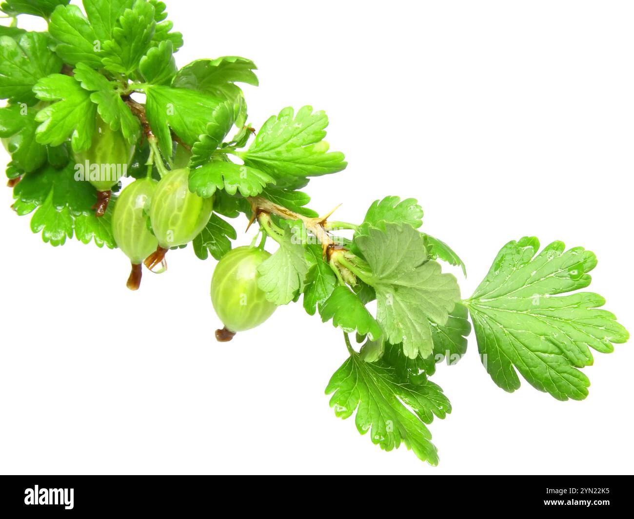 White stem gooseberry hi-res stock photography and images - Alamy