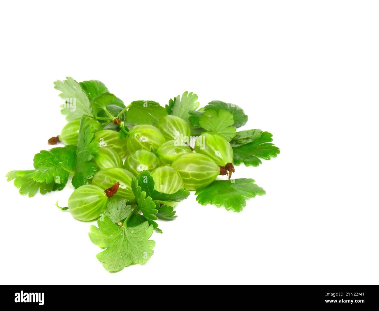 Gooseberry cluster Cut Out Stock Images & Pictures - Alamy