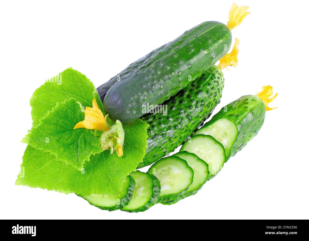 Cutting cucumbers on with green leaf and yellow blossom cluster ...