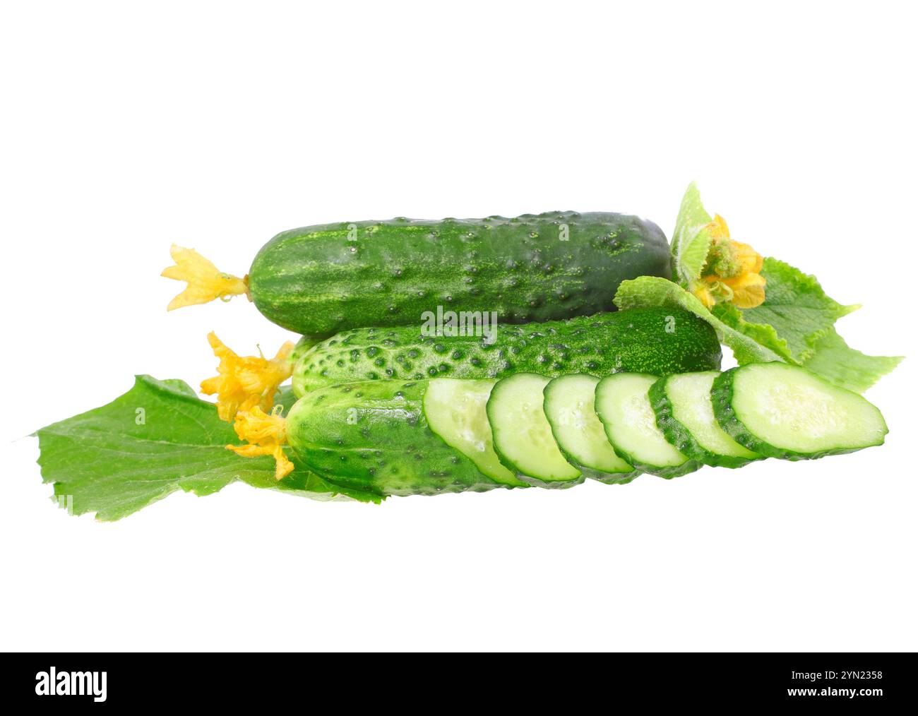 Cutting cucumbers on with green leaf and yellow blossom cluster ...