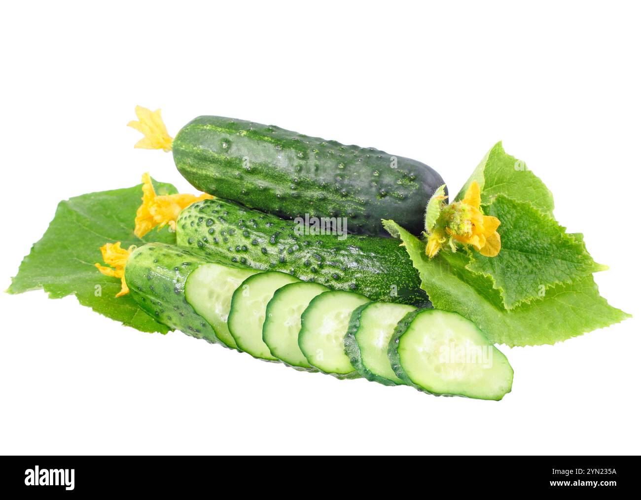 Cutting cucumbers on with green leaf and yellow blossom cluster ...