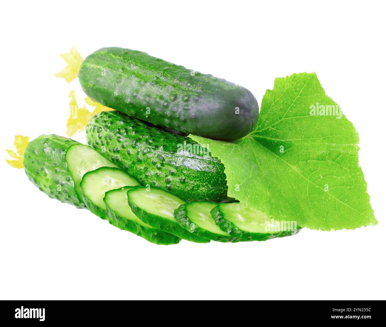 Cutting cucumbers on with green leaf and yellow blossom cluster ...
