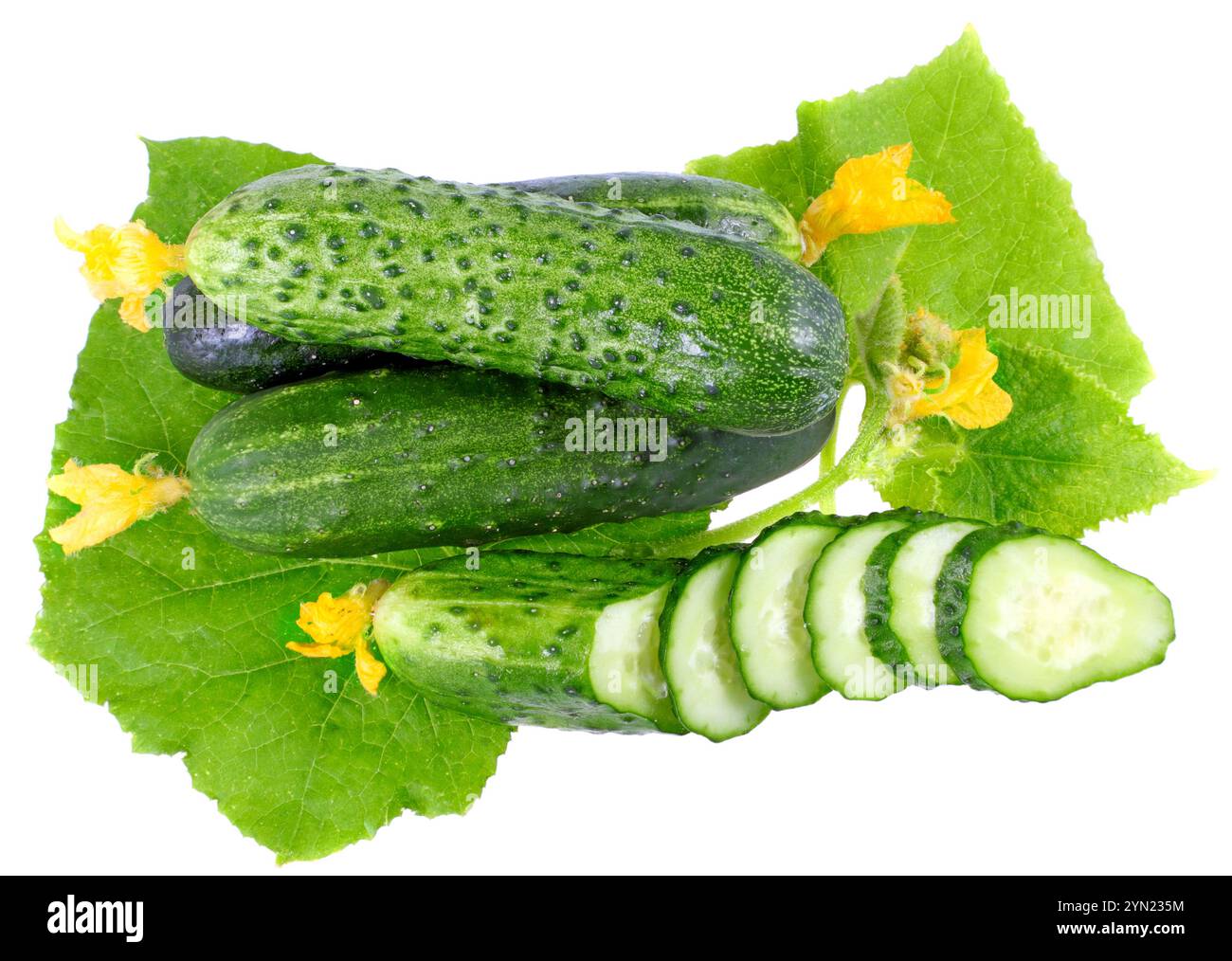 Cutting cucumbers on with green leaf and yellow blossom cluster ...