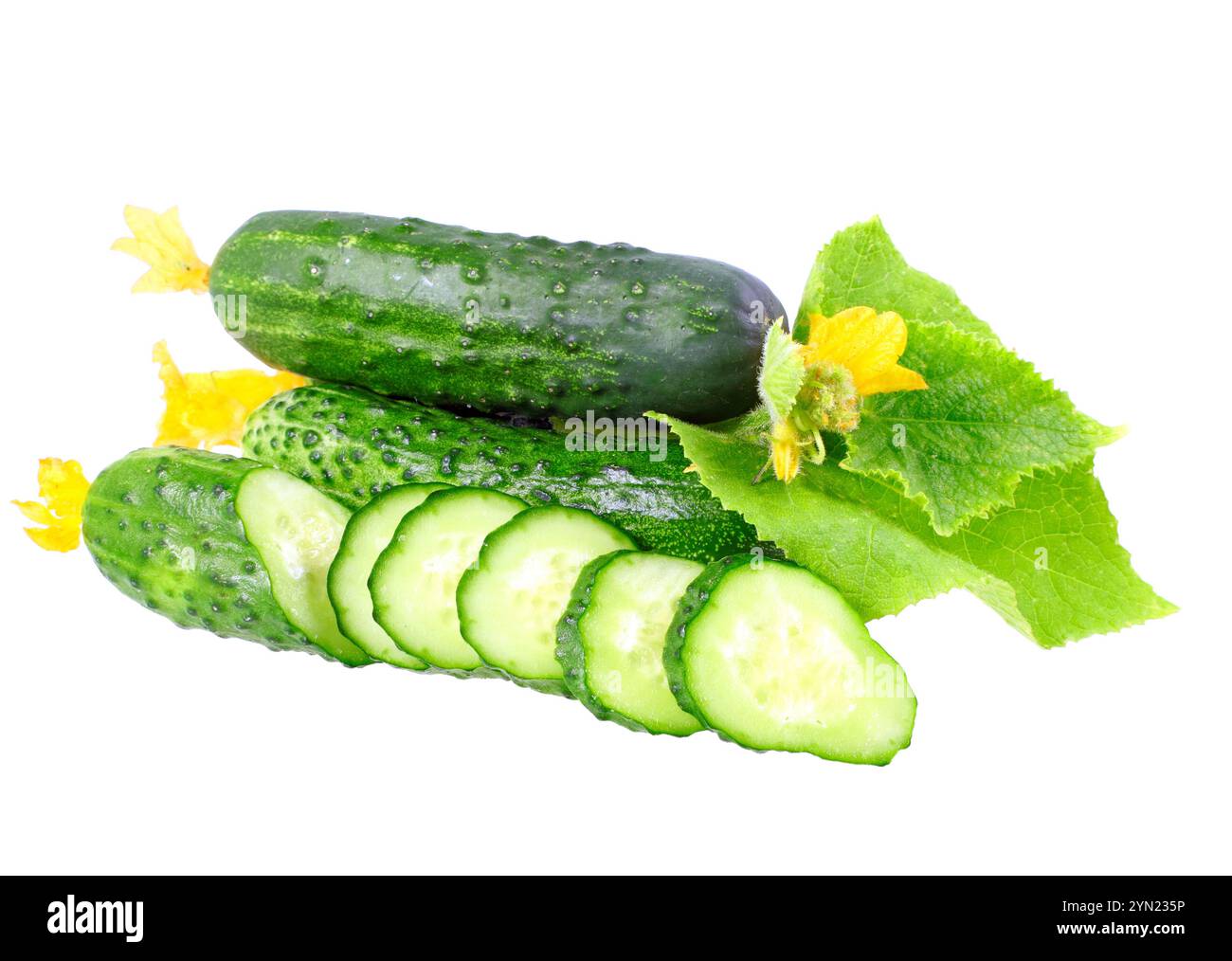 Cutting cucumbers on with green leaf and yellow blossom cluster ...