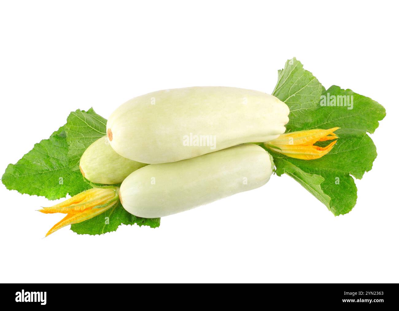 White vegetable marrow with green foliage and yellow blossom on white ...