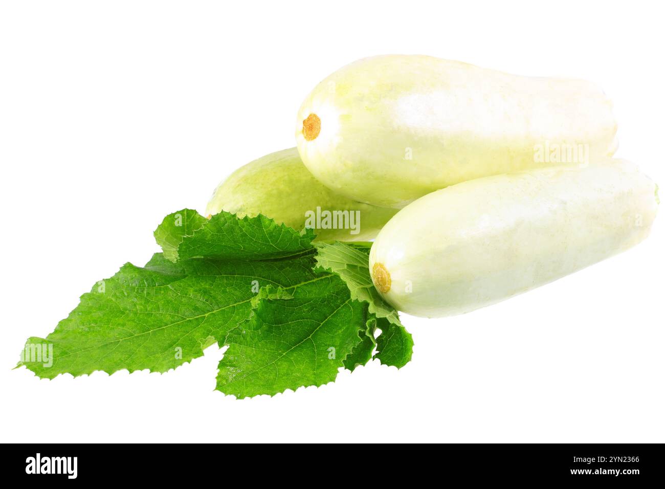 White vegetable marrow with green foliage on white background. Isolated ...