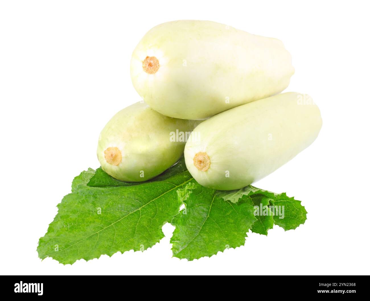 White vegetable marrow with green foliage on white background. Isolated ...