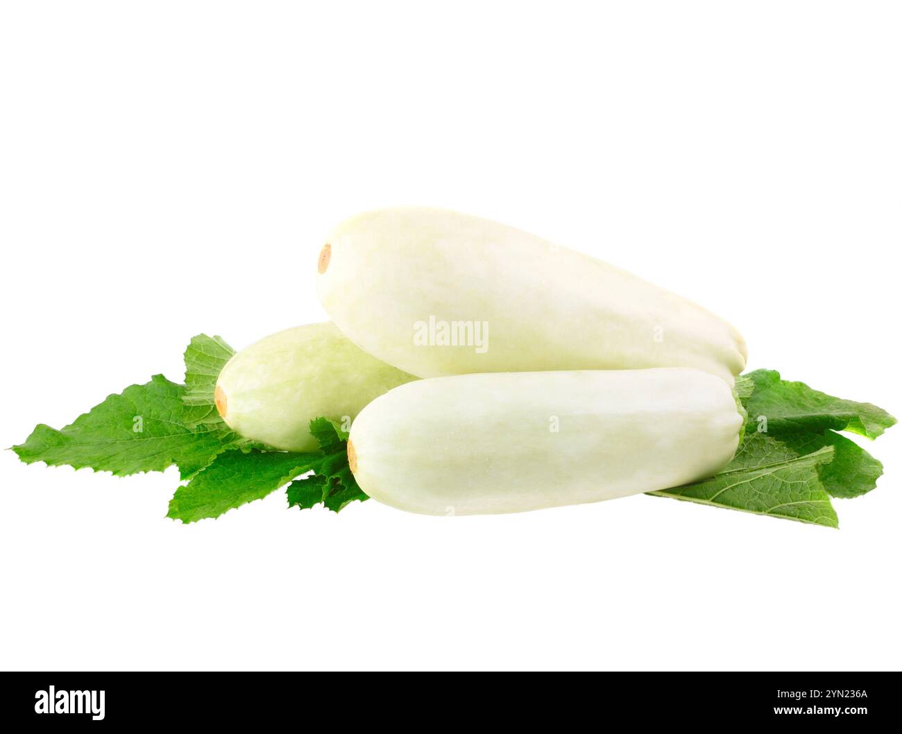 White vegetable marrow with green foliage on white background. Isolated ...