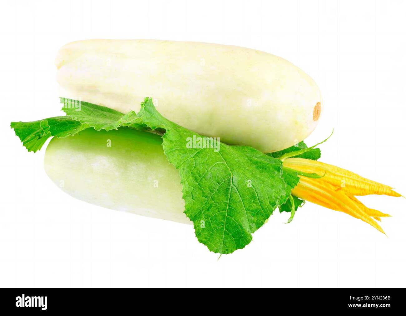 White vegetable marrow with green foliage and yellow blossom on white ...