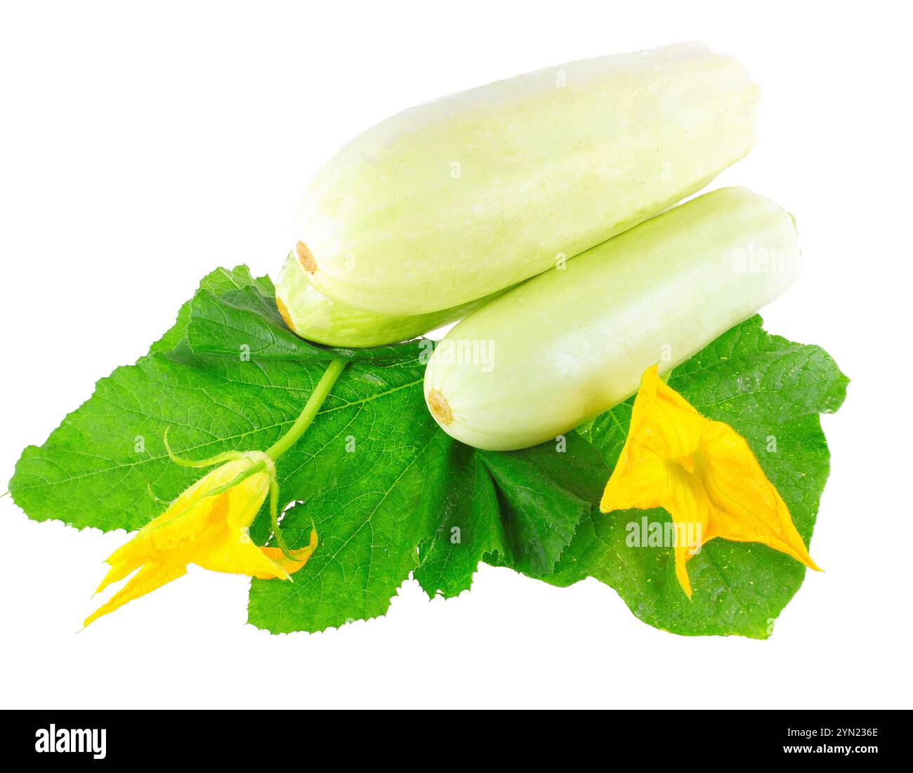 White vegetable marrow with green foliage and yellow blossom on white ...