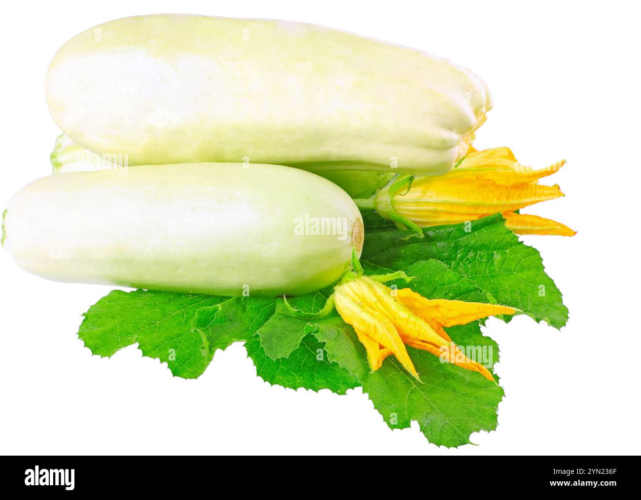White vegetable marrow with green foliage and yellow blossom on white ...