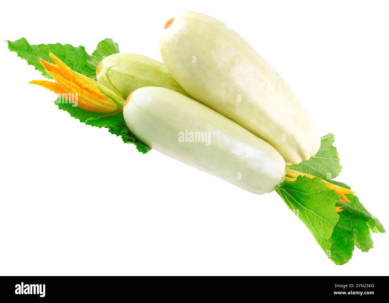 White vegetable marrow with green foliage and yellow blossom on white ...