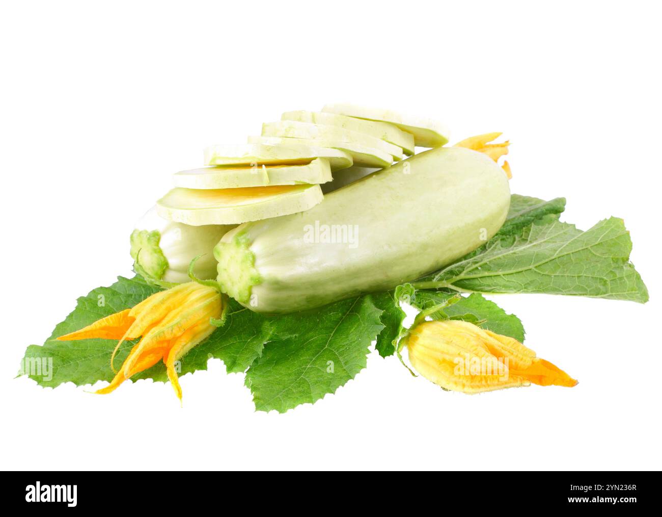 White vegetable marrow with green foliage and yellow blossom on white ...