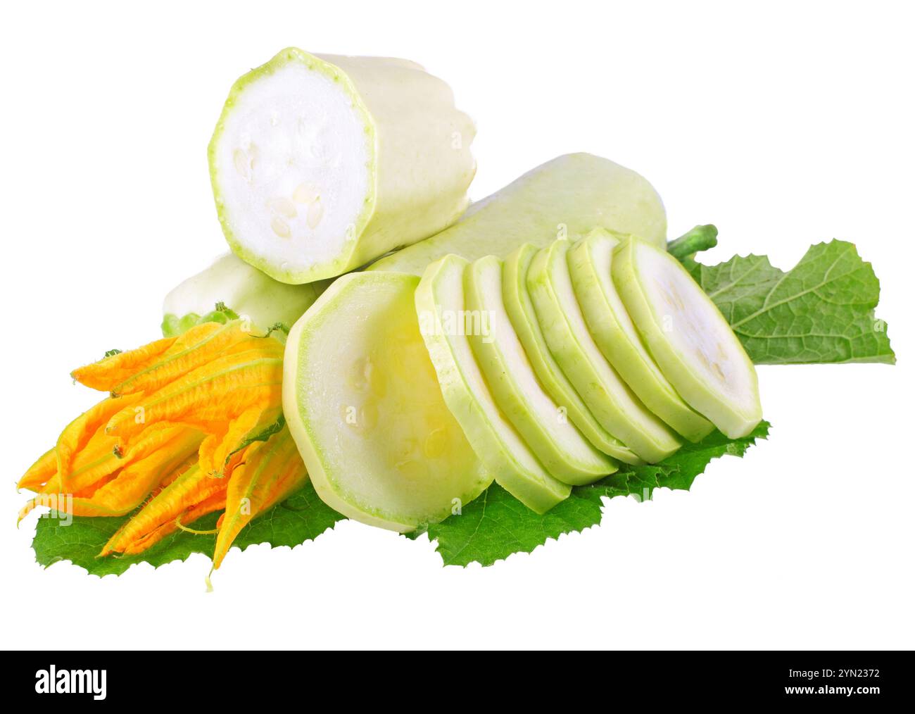 White vegetable marrow with green foliage and yellow blossom on white ...