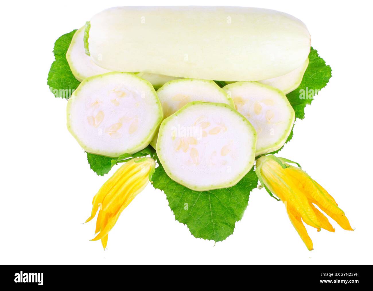 White vegetable marrow with green foliage and yellow blossom on white ...
