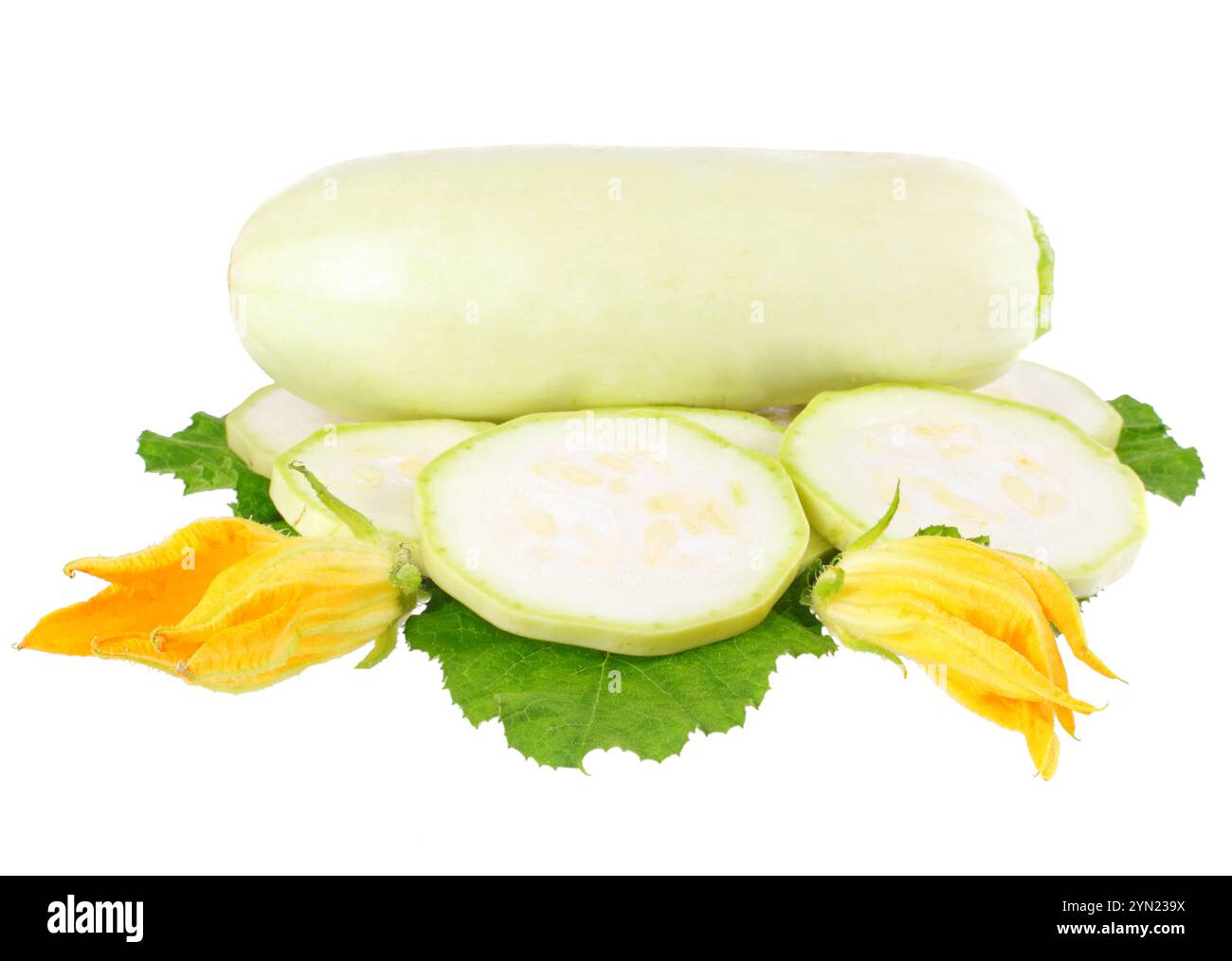 White vegetable marrow with green foliage and yellow blossom on white ...