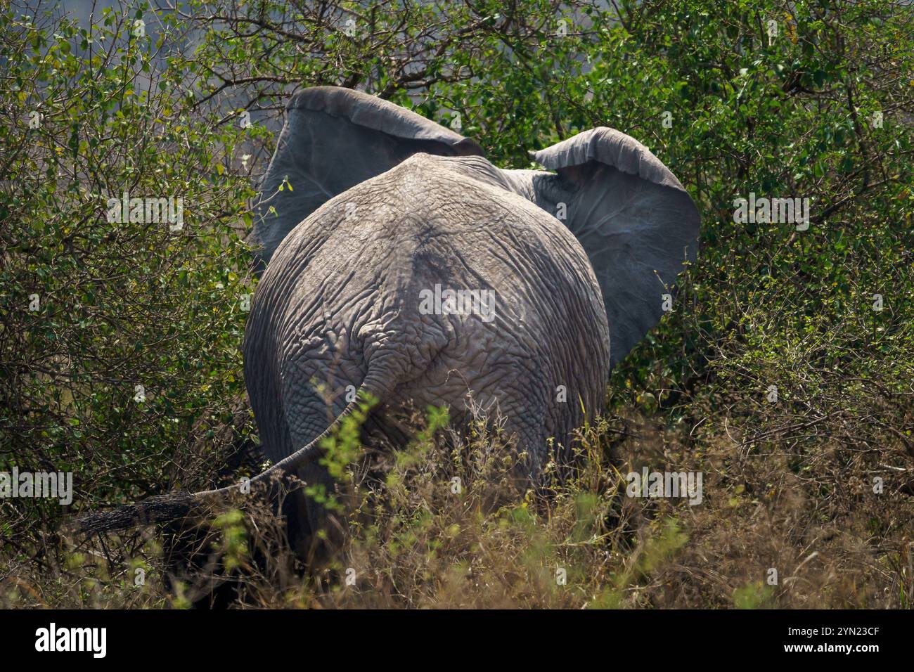 View fro behind hi-res stock photography and images - Alamy