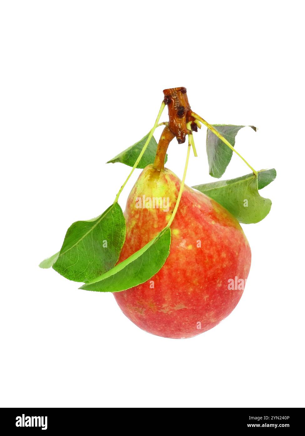 Single pear with stem and green leaf. Isolated over white Stock Photo ...
