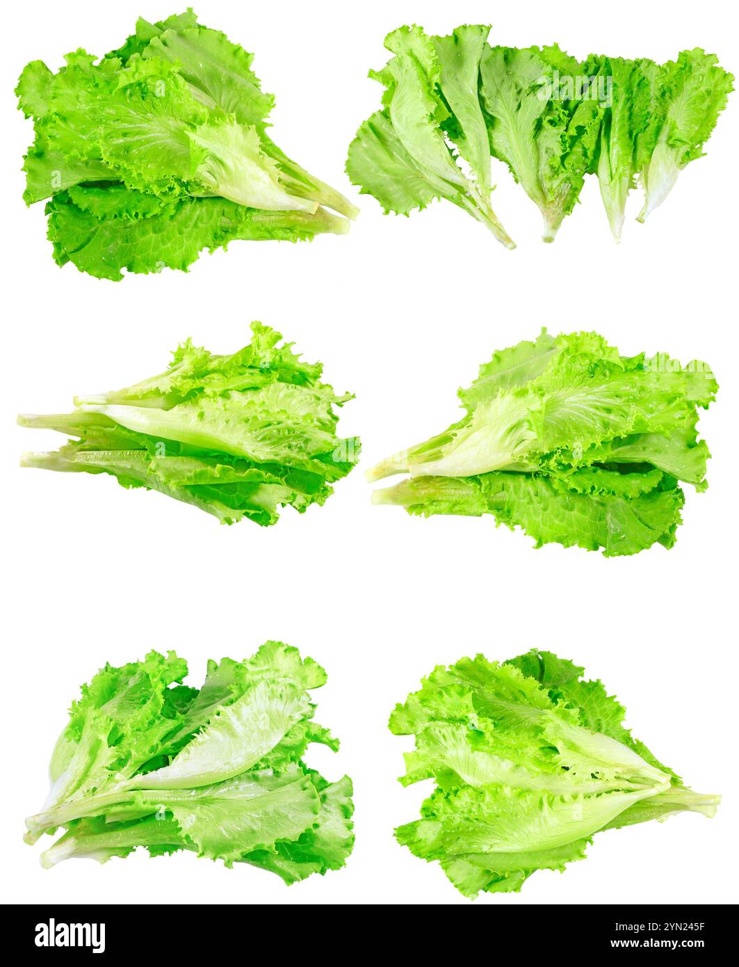 Collage (set) of fresh Leaf of lettuce . Isolated over white Stock ...